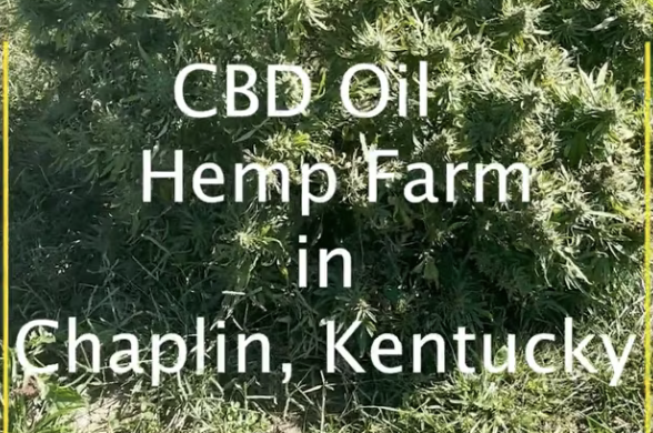 Harvesting of Hemp Plants in Chaplin, Kentucky! – Life and Landscapes®